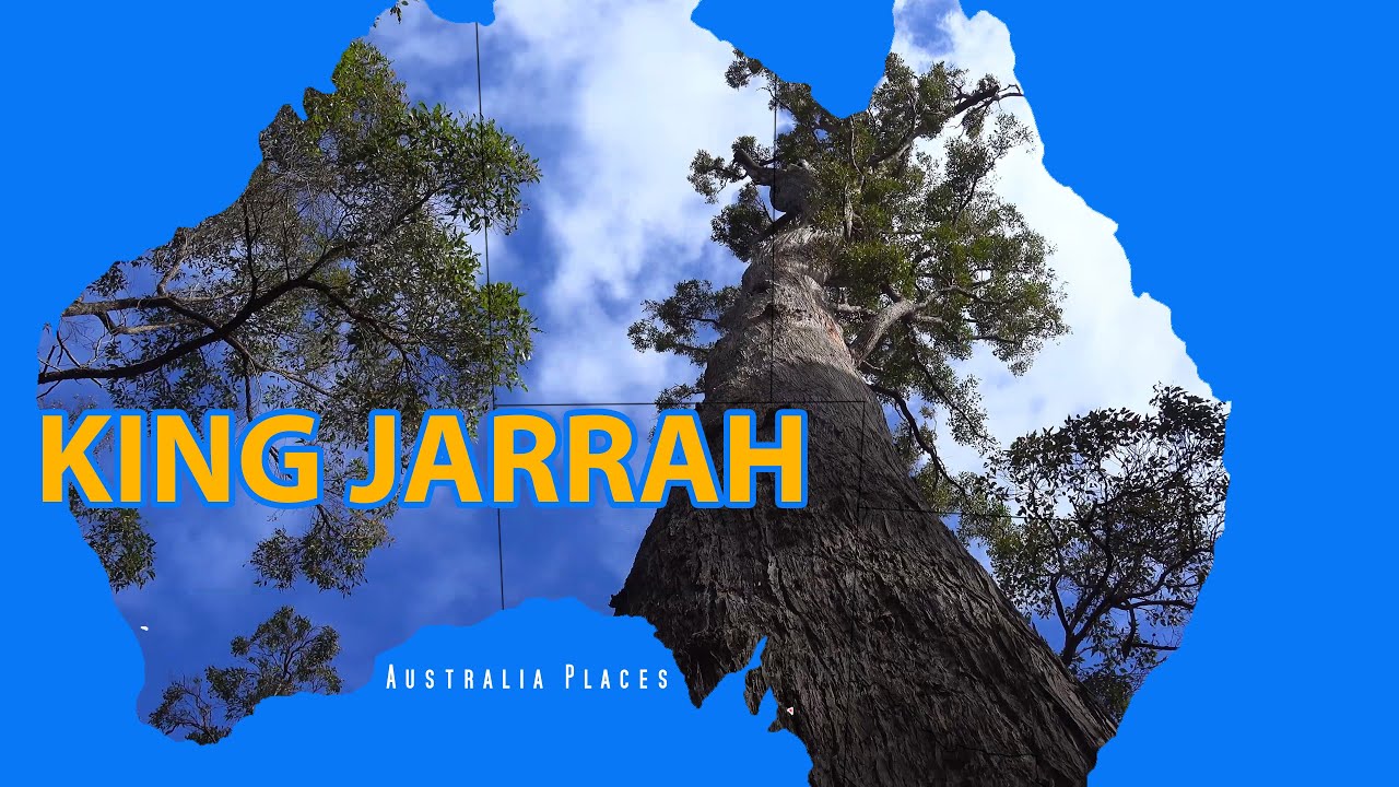 King Jarrah - WA- Australia - YouTube