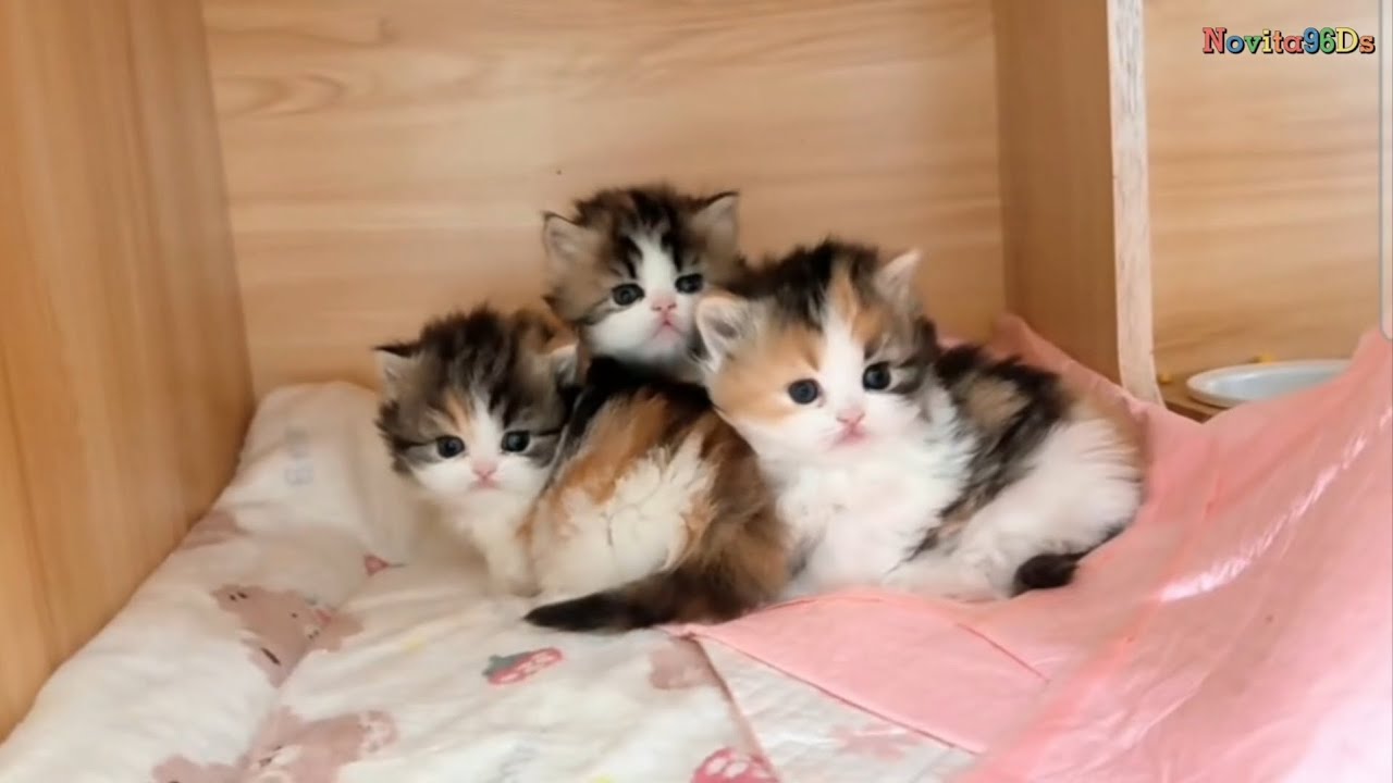 Cutest little kittens 😸😍 cute adorable kittens - YouTube