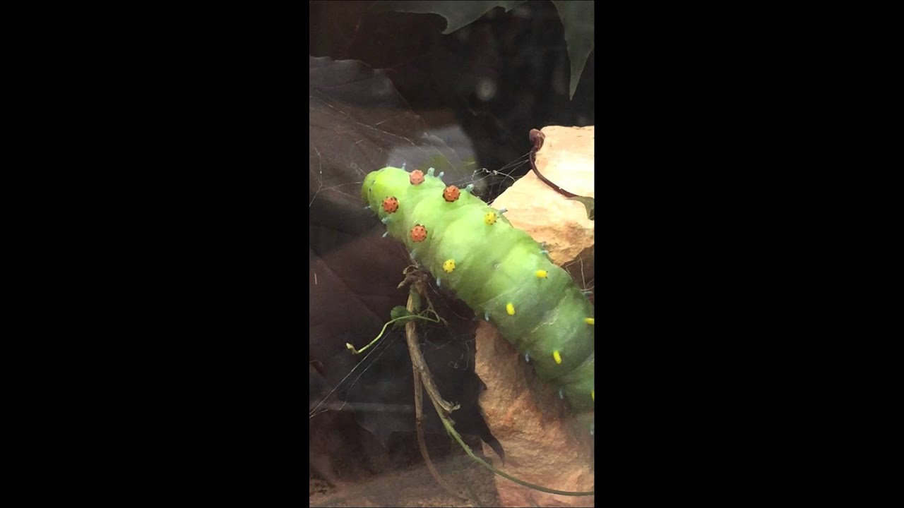 Caterpillar making a cocoon - YouTube