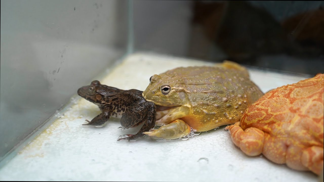 Frog Eats Frog Compilation | Warning Live Feeding Video. - YouTube