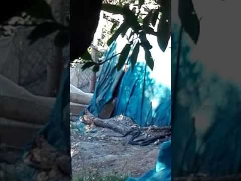 Siirt Baykan kara yılan dansi