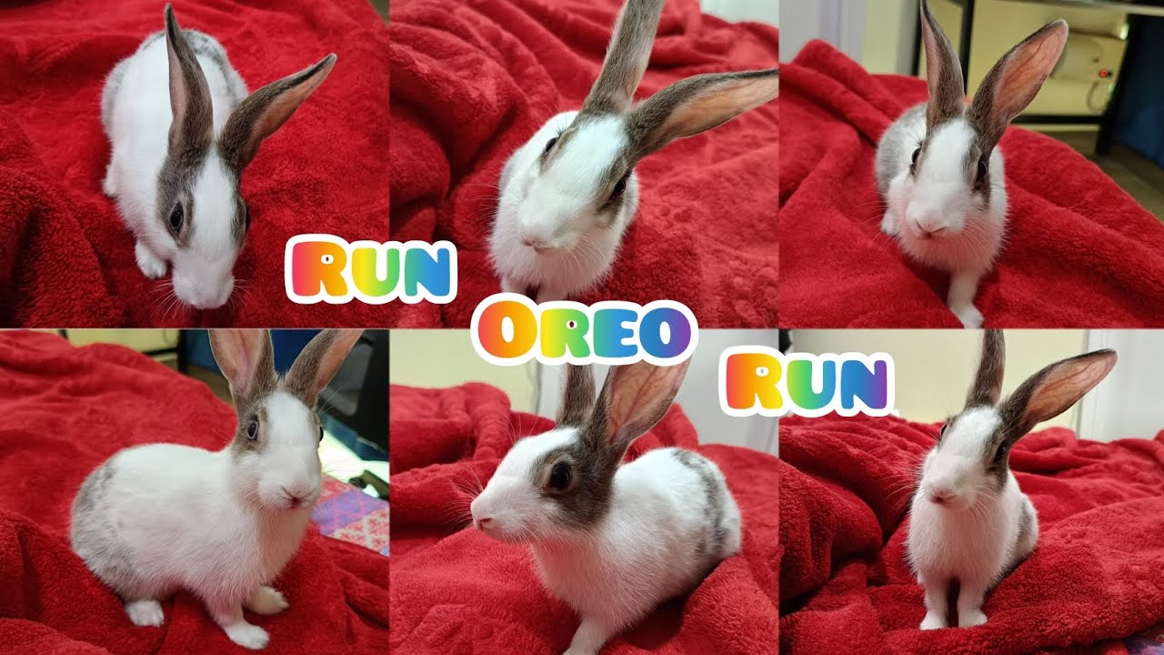 Running Fun of Three Months Old Oreo The Bunny Rabbit 🐰 - YouTube
