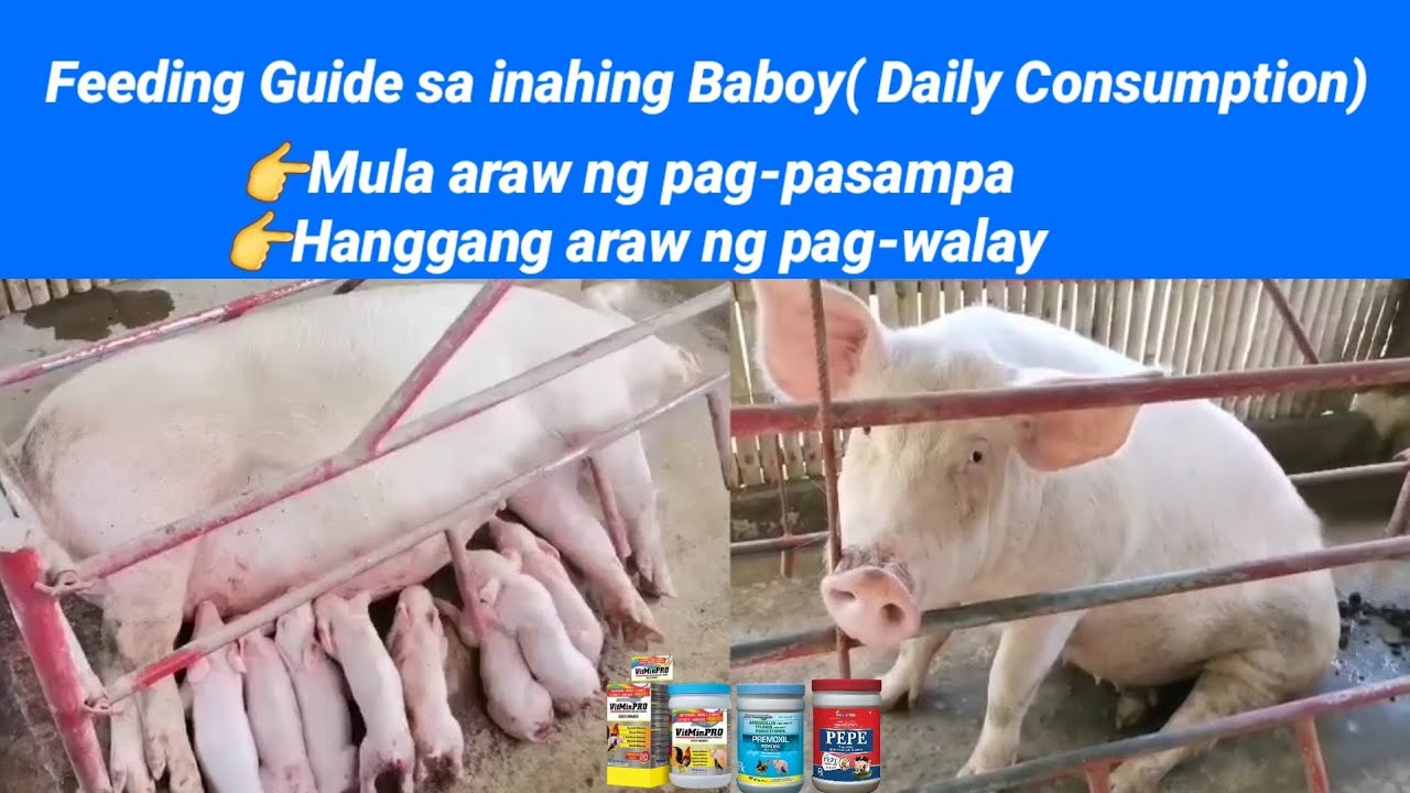 Feeding Guide sa inahing Baboy( Daily Consumption) Mula sa Araw ng pag ...