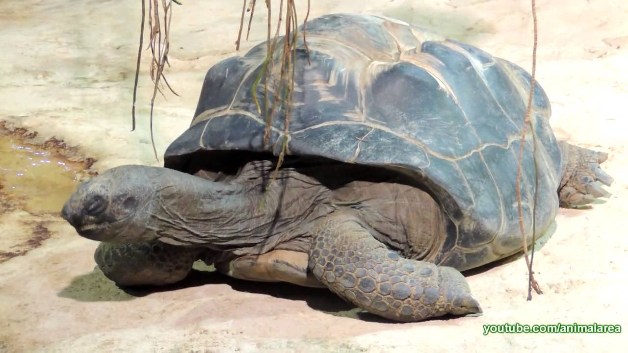 Ninja Turtle Screaming - YouTube