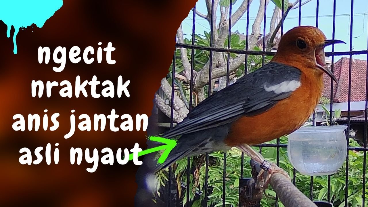 ANIS MERAH JANTAN GACOR NGECIT NRAKTAK KENCENG - pancingan anis merah ...