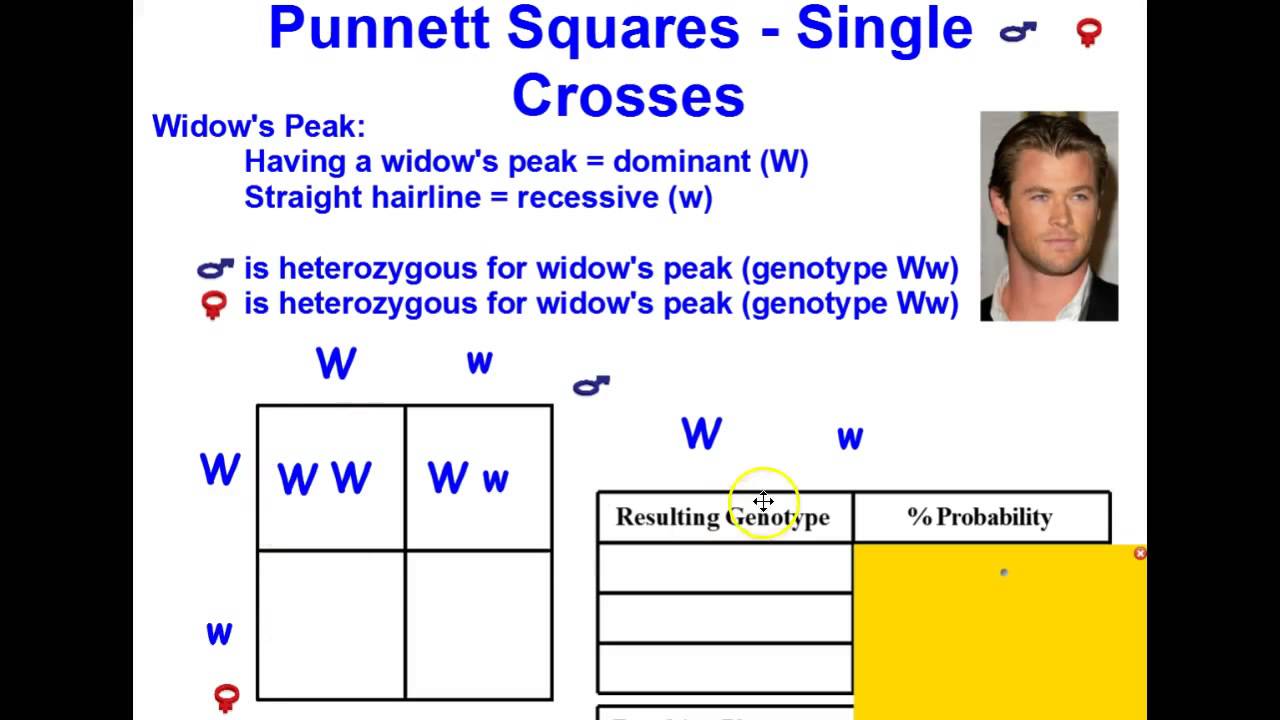 Simple Punnett Squares - YouTube