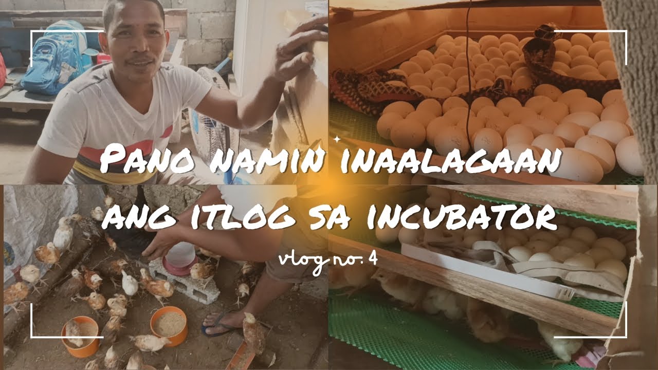 vlog no. 4|| PAANO NAMIN INAALAGAAN ANG ITLOG SA INCUBATOR - YouTube