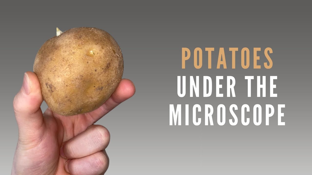 What does a Potato look like under a microscope? 🥔🔬 - YouTube