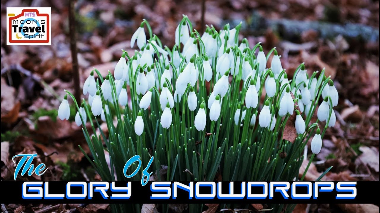 THE GLORY OF SNOWDROPS - YouTube