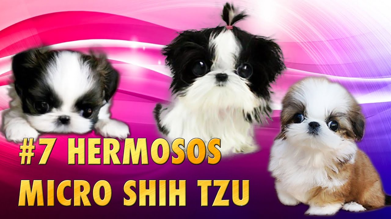 7 Micro Cachorros Shih Tzu - Muy tiernos y jueguetones - YouTube