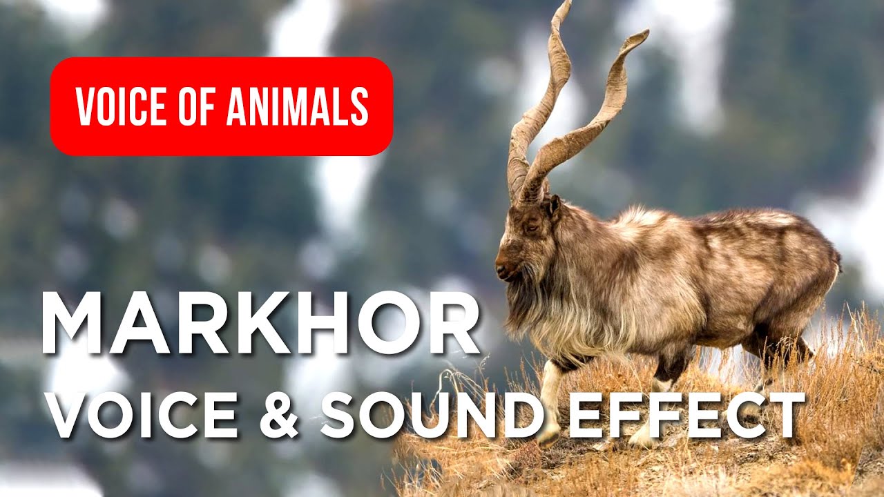 The national animal of Pakistan Markhor - YouTube