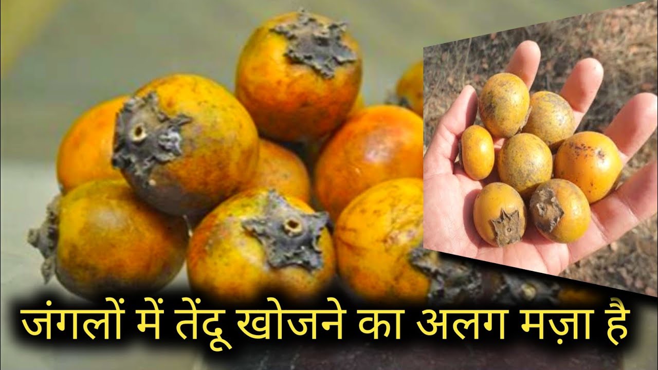 Searching tendu fruit in dense korba forest || जंगल में तेंदू खोजने का ...
