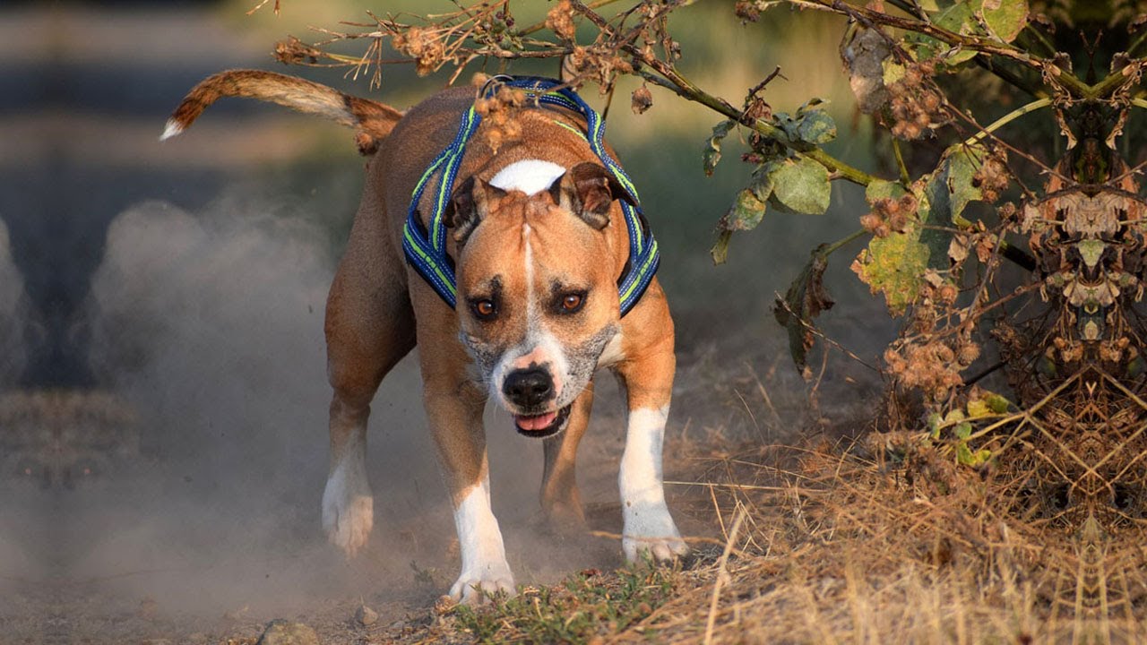 THE AMERICAN STAFFORDSHIRE TERRIER - FIGHTING DOG TO CHAMPION? - YouTube