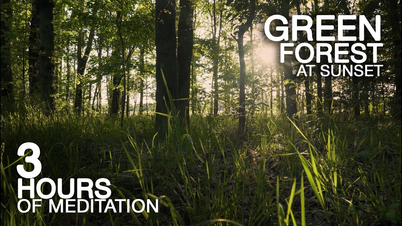 Forest Bliss: 3 Hours of Serene Meditation and Relaxation - YouTube