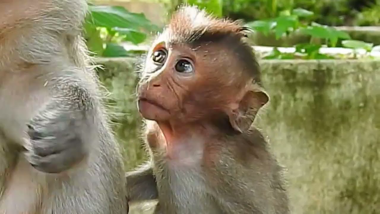 Million sad and Pitiful baby monkey EMMA Sad Video baby Emma So sad I miss he [Confirm he is ...
