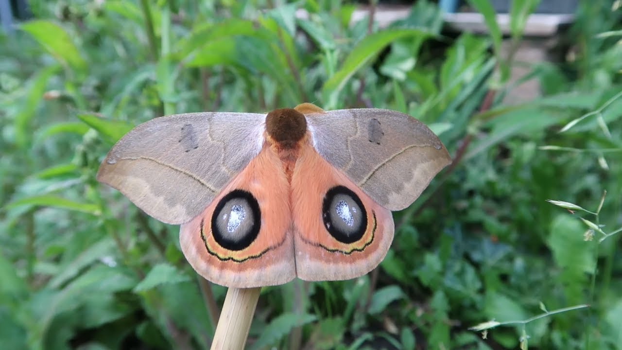 Venomous Caterpillars & Beautiful Eyes: Automeris randa from Mexico and ...