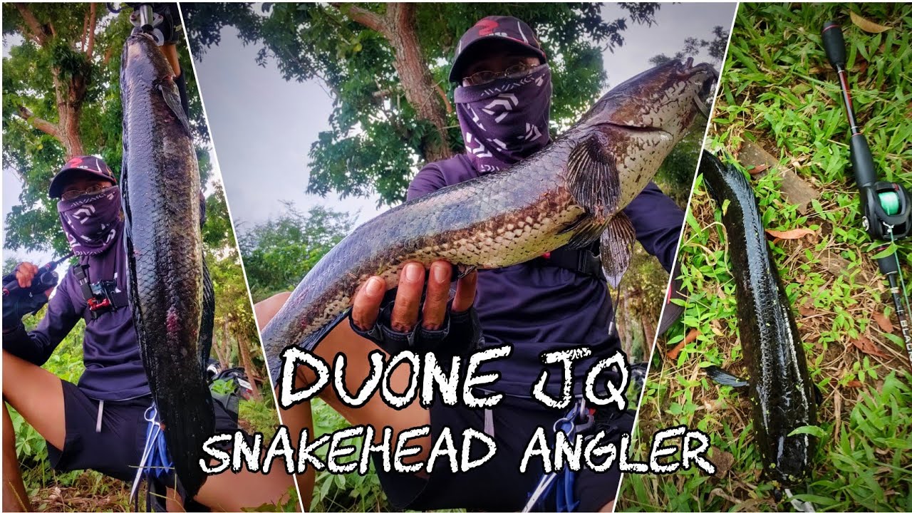 Snakehead Top Water Angling, Channa Striata, Dalag/ Haruan/ Gabus ...