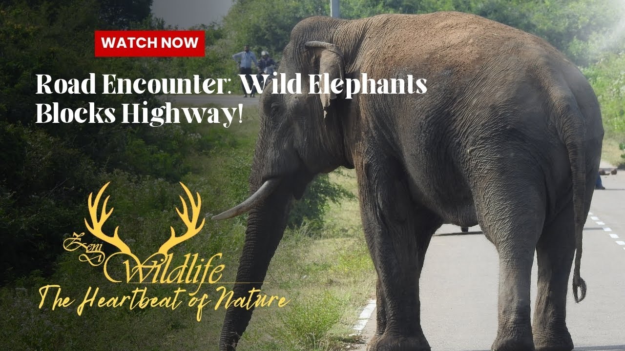 Wild Elephant Blocks Highway - What Would You Do? - YouTube