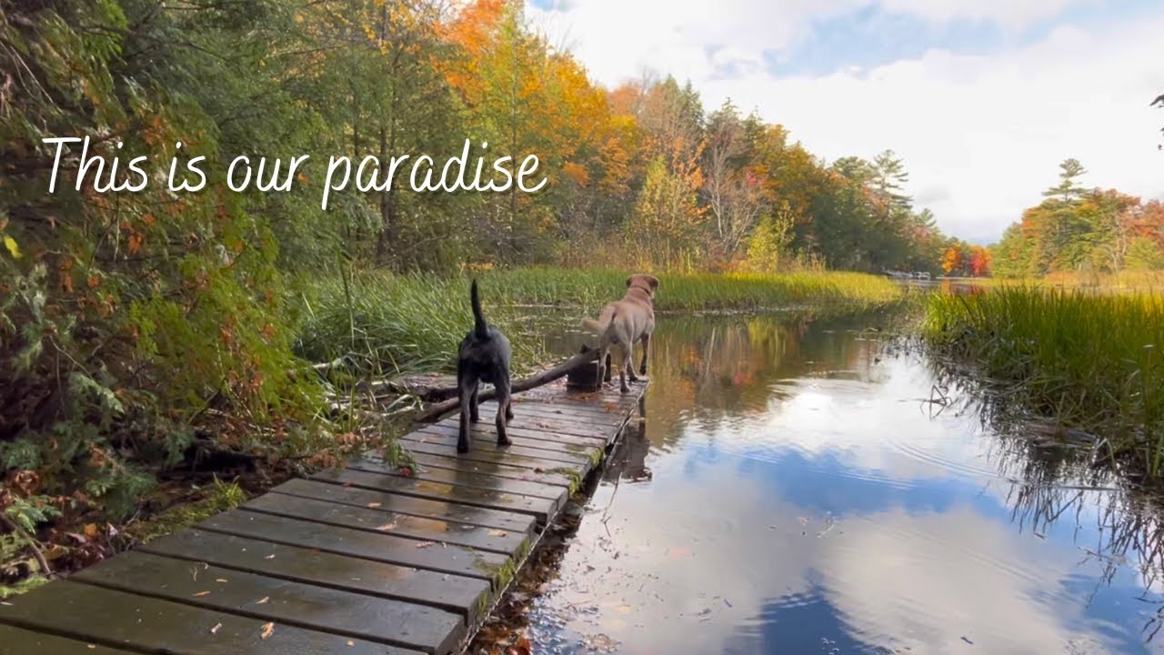 🦮Take a walk with us through our paradise (Labrador Retriever & Plott ...