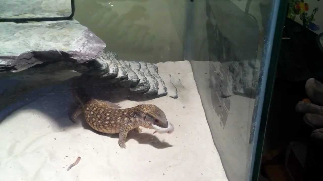 Timor Monitor Full Grown