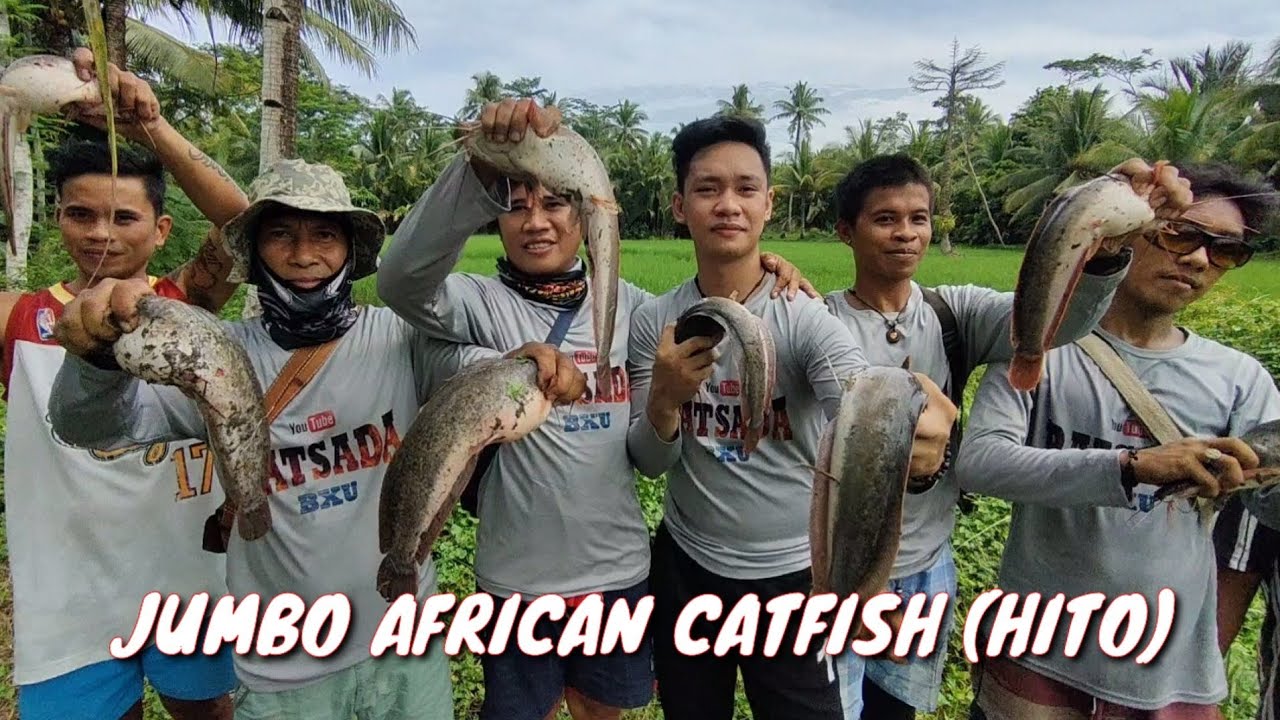EP27 JUMBO AFRICAN CATFISH (HITO) - YouTube
