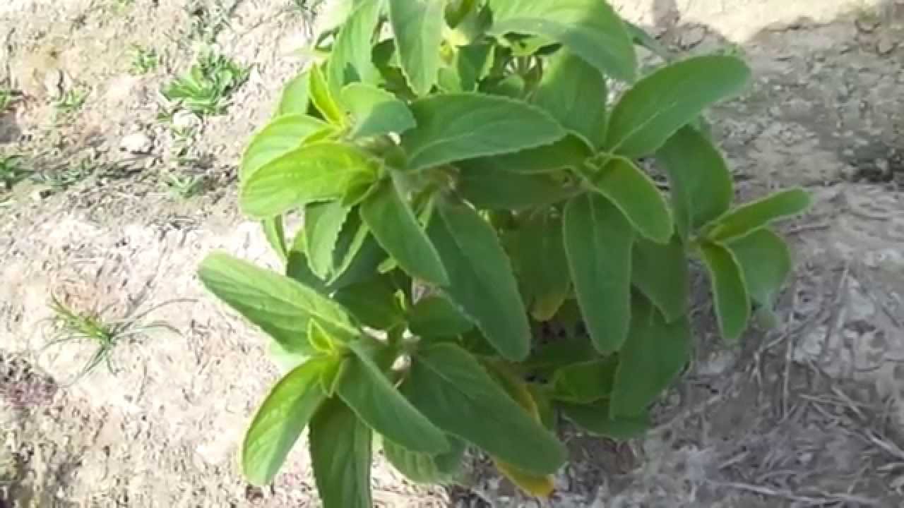 Medicinal Herb - Coleus forskohlii Cultivation Central India [Plants ...