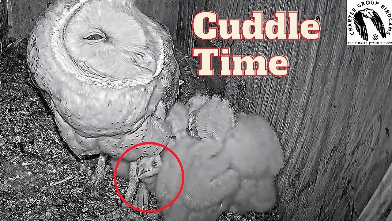 Barn Owl Nestlings Snuggle Up With Their Lovely Mom! - YouTube