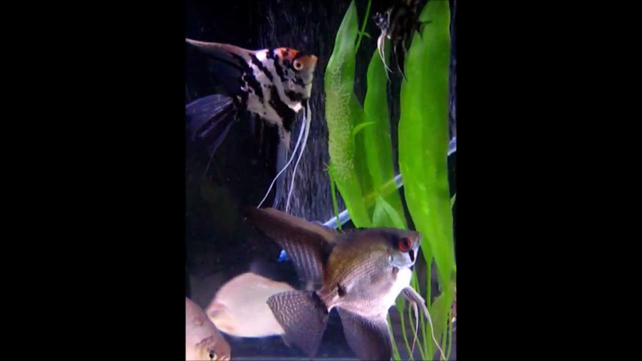 Angel Fish - fertilizing their eggs - YouTube