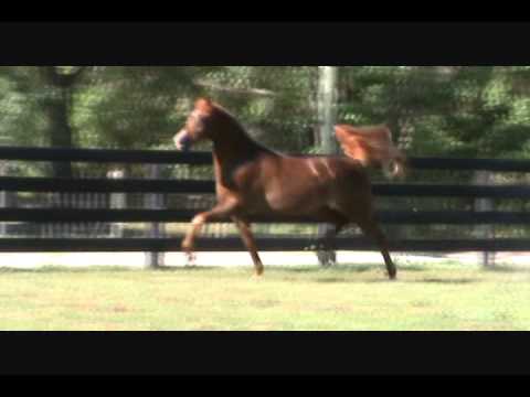 Imteaquia 4-17-11.wmv
