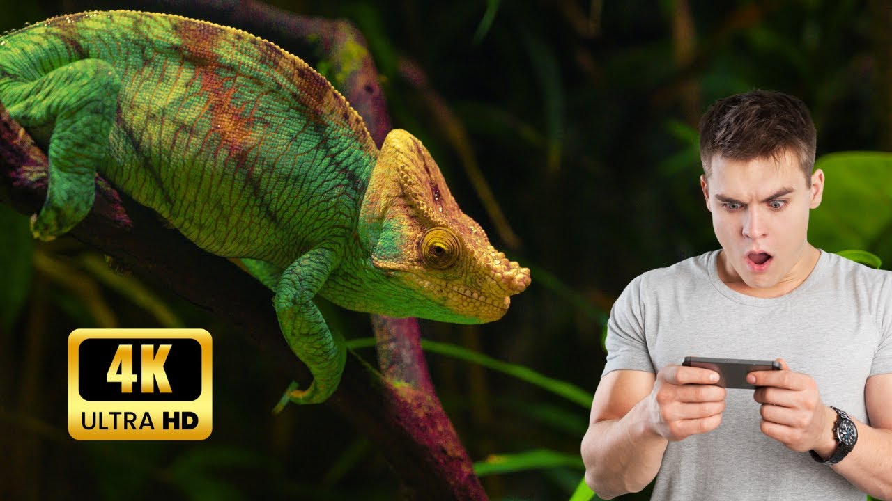 Chameleon (4K UHD): A Closer Look at Nature's Master of Disguise! - YouTube