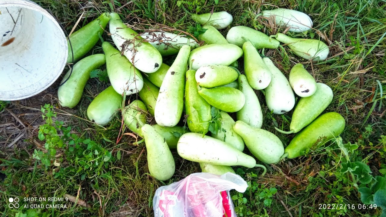 GULAY NA UPO,#SHORT,@leoangprobinsyano5632 - YouTube