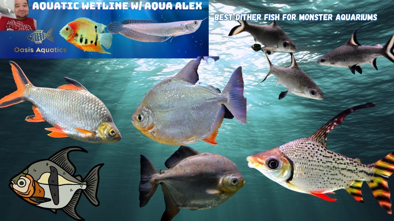 Dither Fish For MONSTER Aquariums W/ Aqua Alex - YouTube