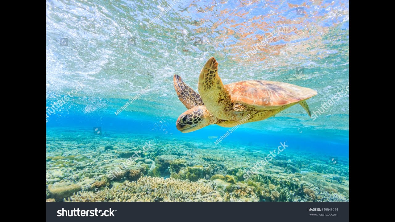 "The Fascinating World of Turtles: From Care to Conservation" - YouTube