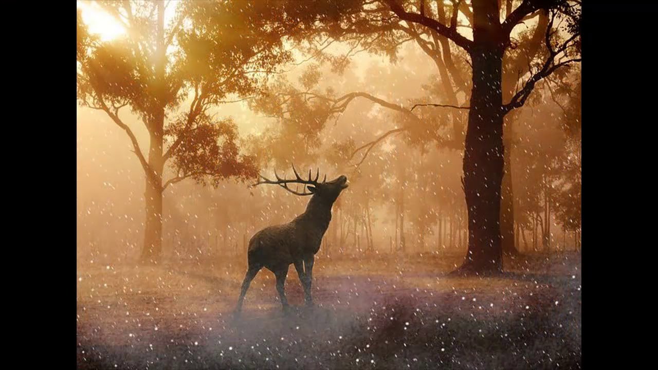 THE FOREST - YouTube