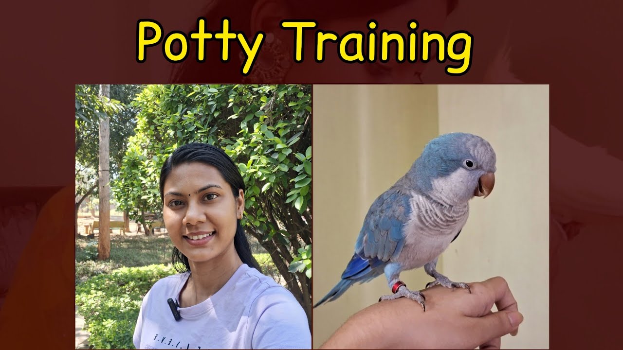 Potty Training of Tame Bird - YouTube