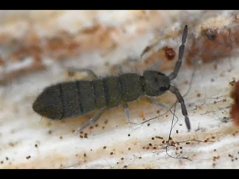 Springstaart Isotoma caerulea - YouTube