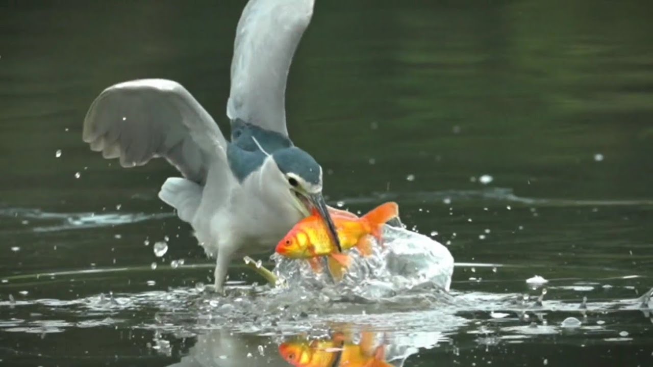 Amazing bird hunting fish compilation, chill enjoy your moment - YouTube