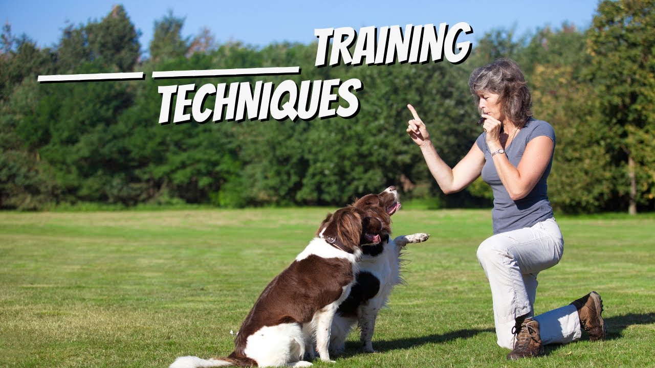 How To Stop A Dog Chasing Shadows