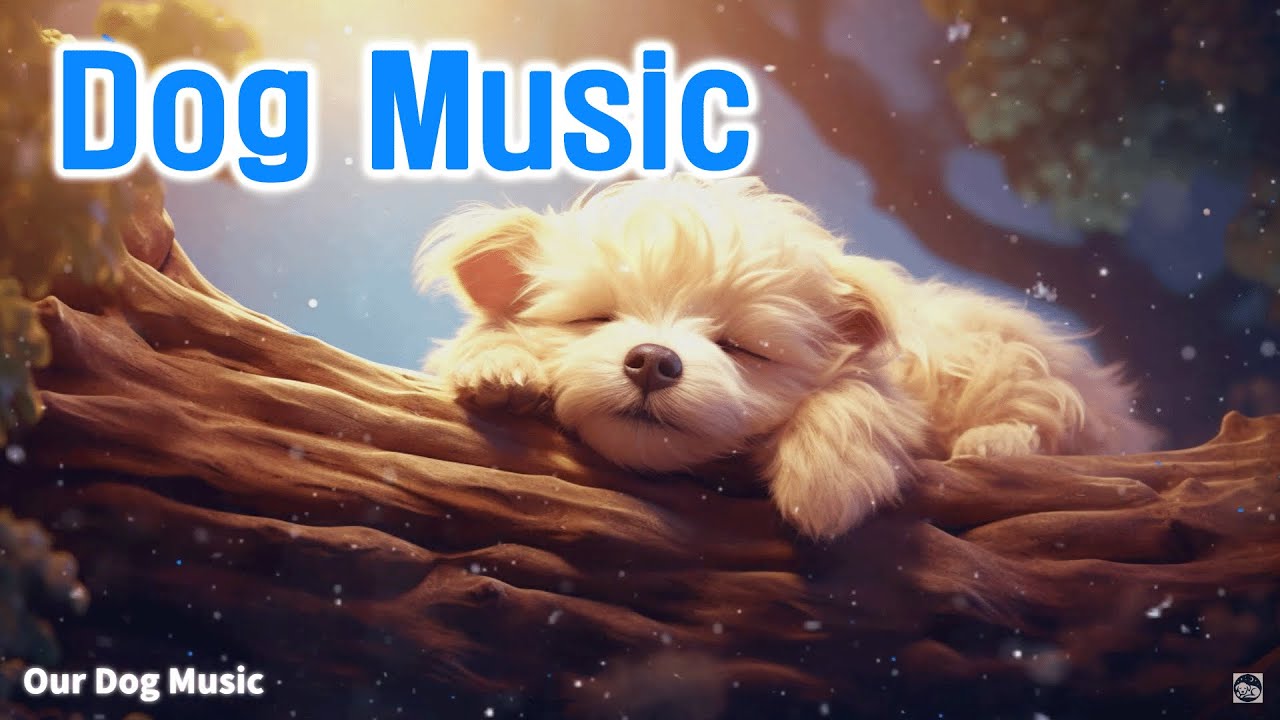 Relaxing music for Dogs! Prevent Boredom & Anxiety with Music for Dogs ...