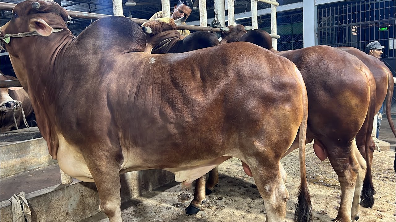 Live Sold | Giant Heavyweight Shahiwal Bull | MashAllah | Kurbani Eid ...
