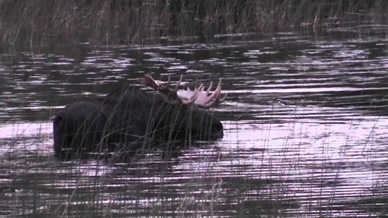 Moose Call 1 - YouTube