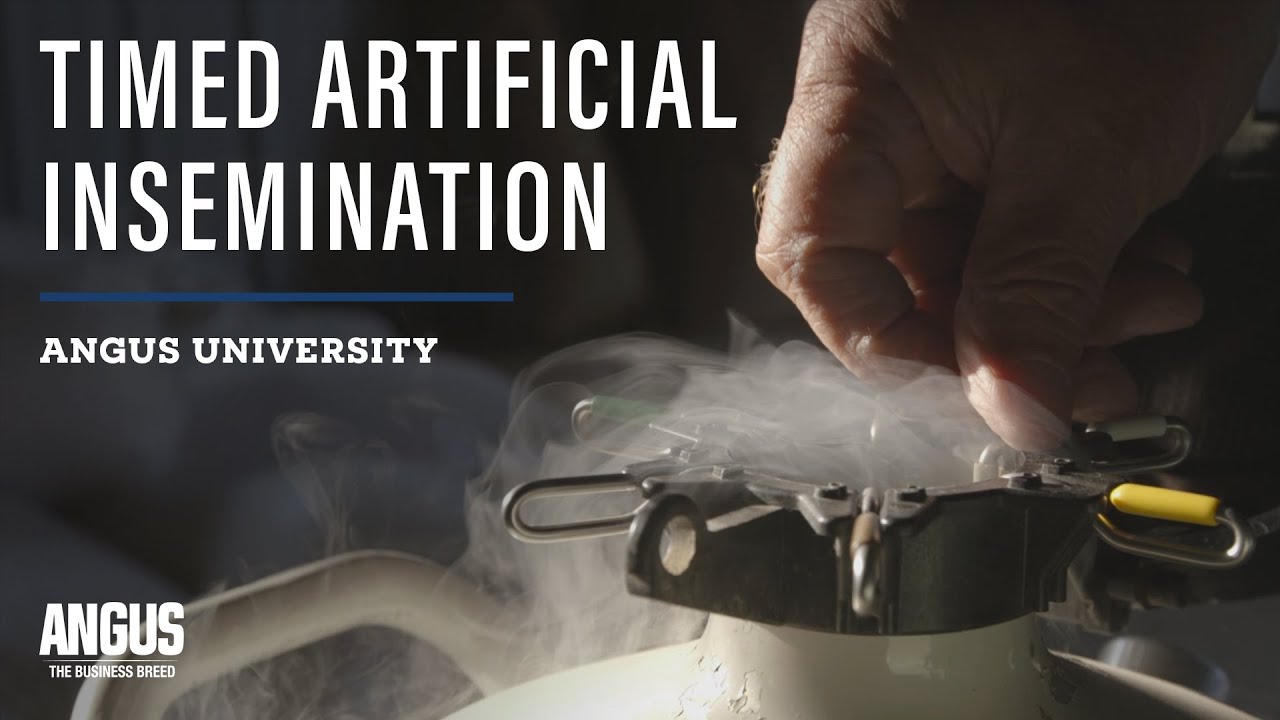 Why Timed AI - Benefits and Protocols in Cattle Artificial Insemination ...