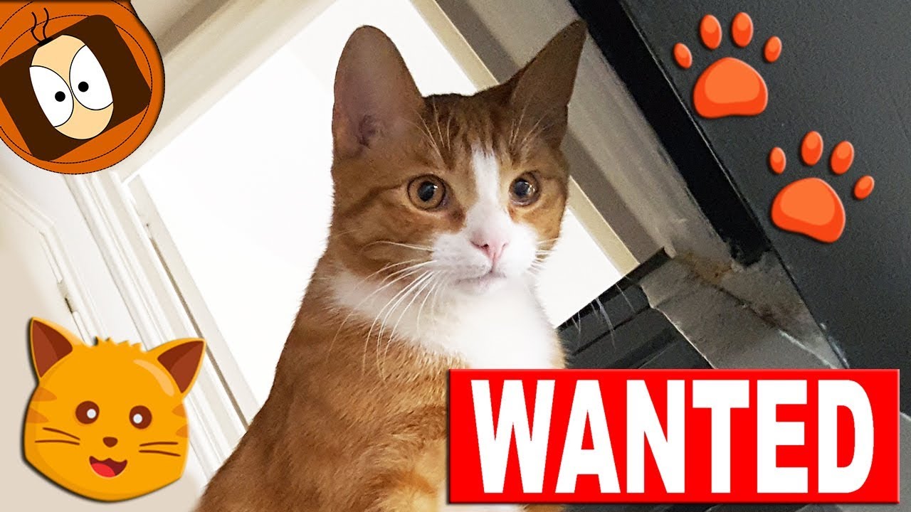 PARK : LE CHATON PERDU 🦊 - YouTube