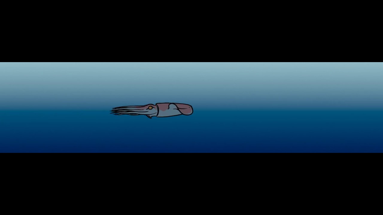 Swimming Squid First Colour 2D Animation - YouTube