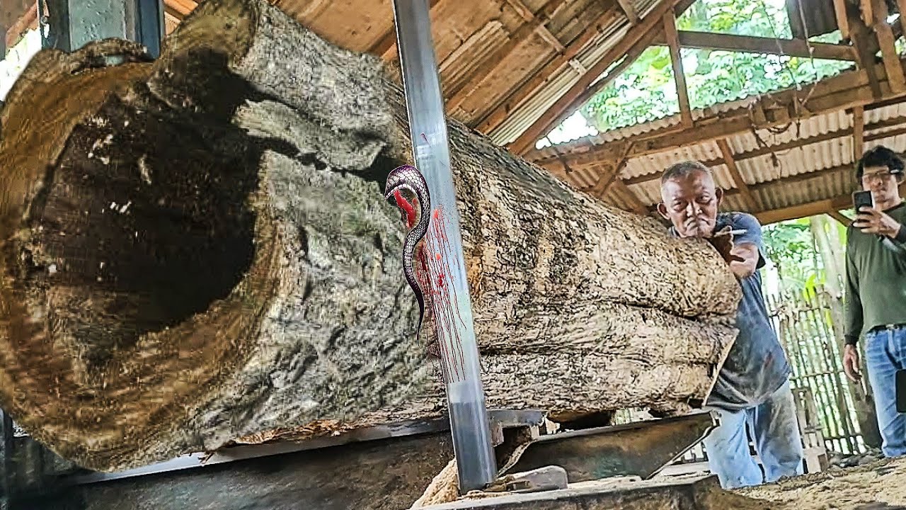 unexpected surprise from old teak log brings good luck at sawmill - YouTube
