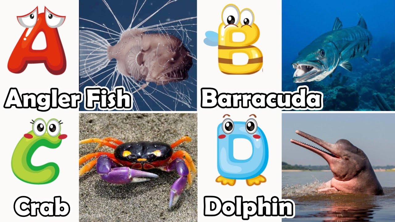 ABC Sea Animals song | Learn Alphabets | English and Animals for Kids ...