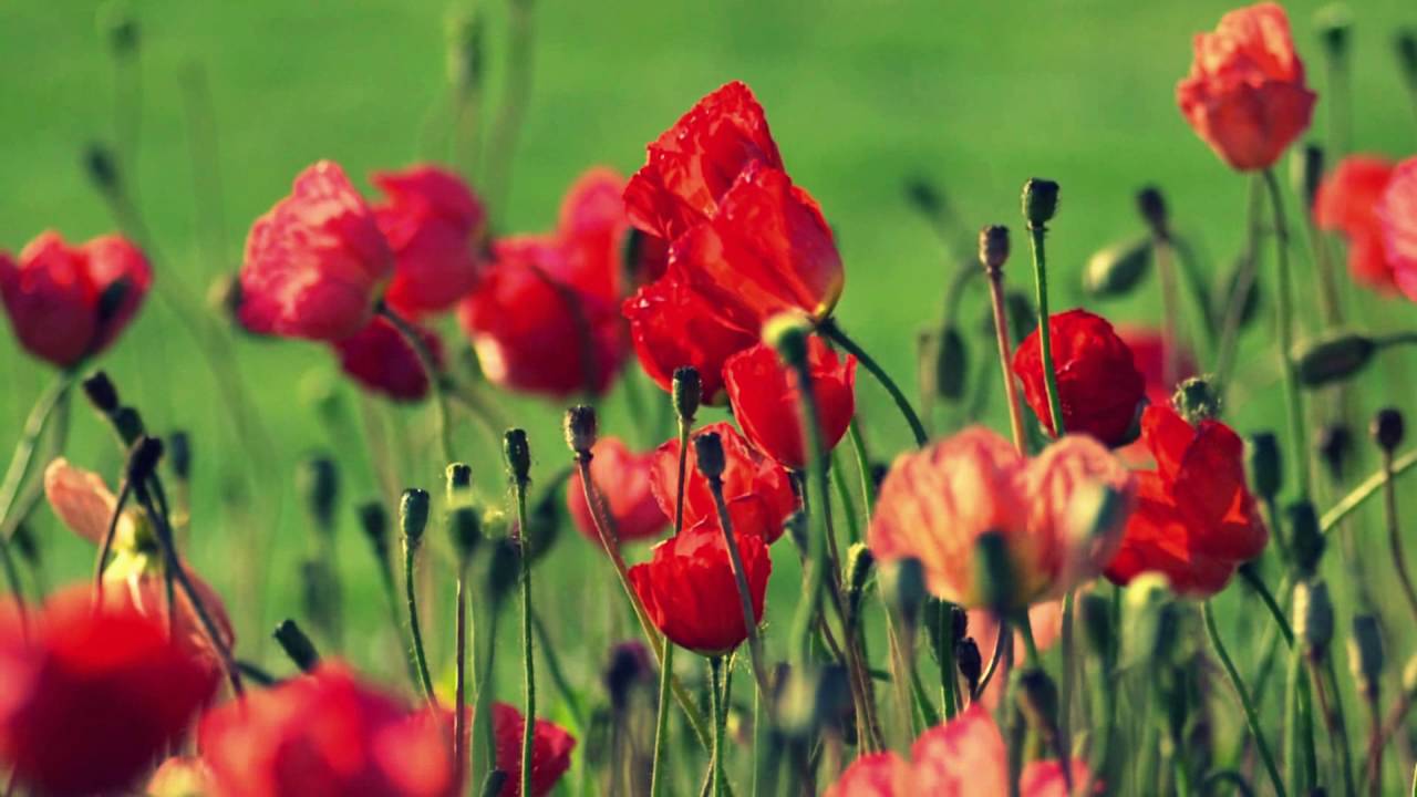 Beautiful Clips (short video) - YouTube