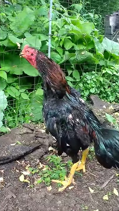 Kuv tus lau qaib ej - YouTube