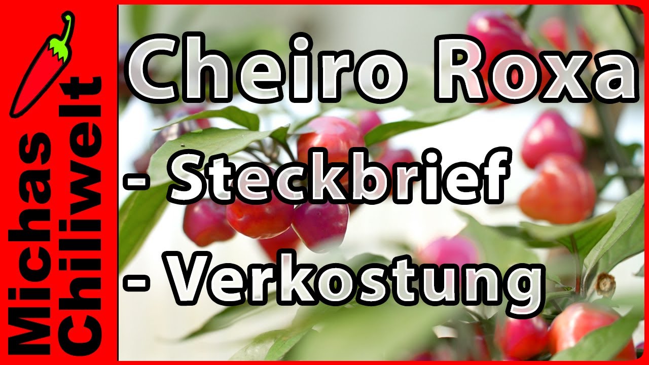 Cheiro Roxa | Steckbrief und Verkostung | Chili Sorten | Chilis - YouTube