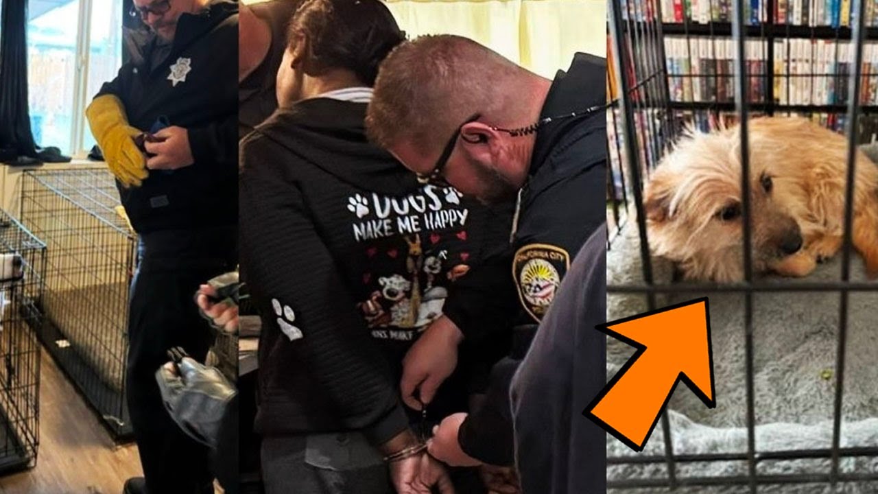 Dog Brings Home Cash Daily—Until One Day, a SWAT Team Arrives at the ...